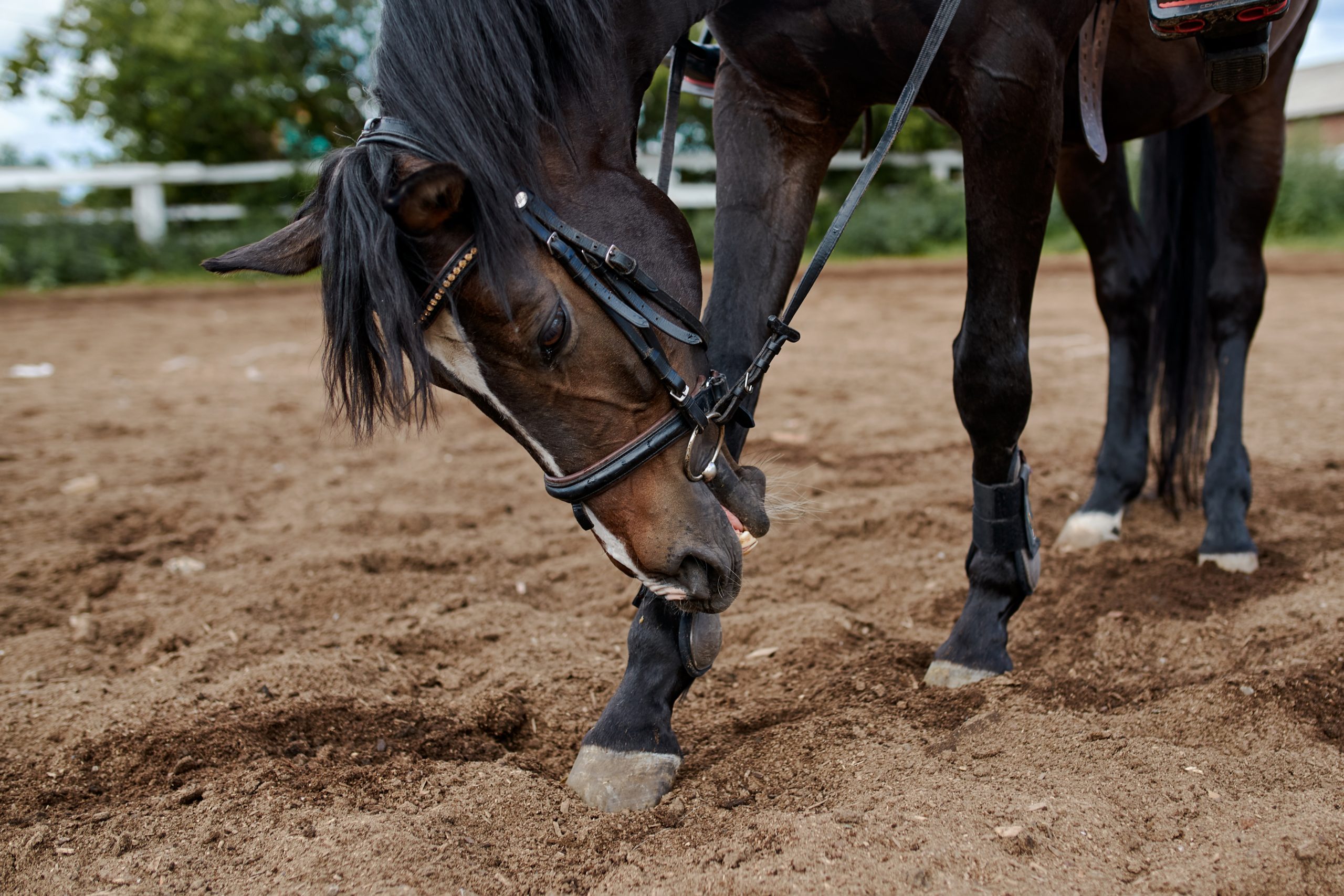 Leg Injuries In Horses: Care and Prevention