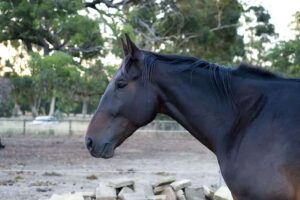 American Standardbred Horse: Breed Profile