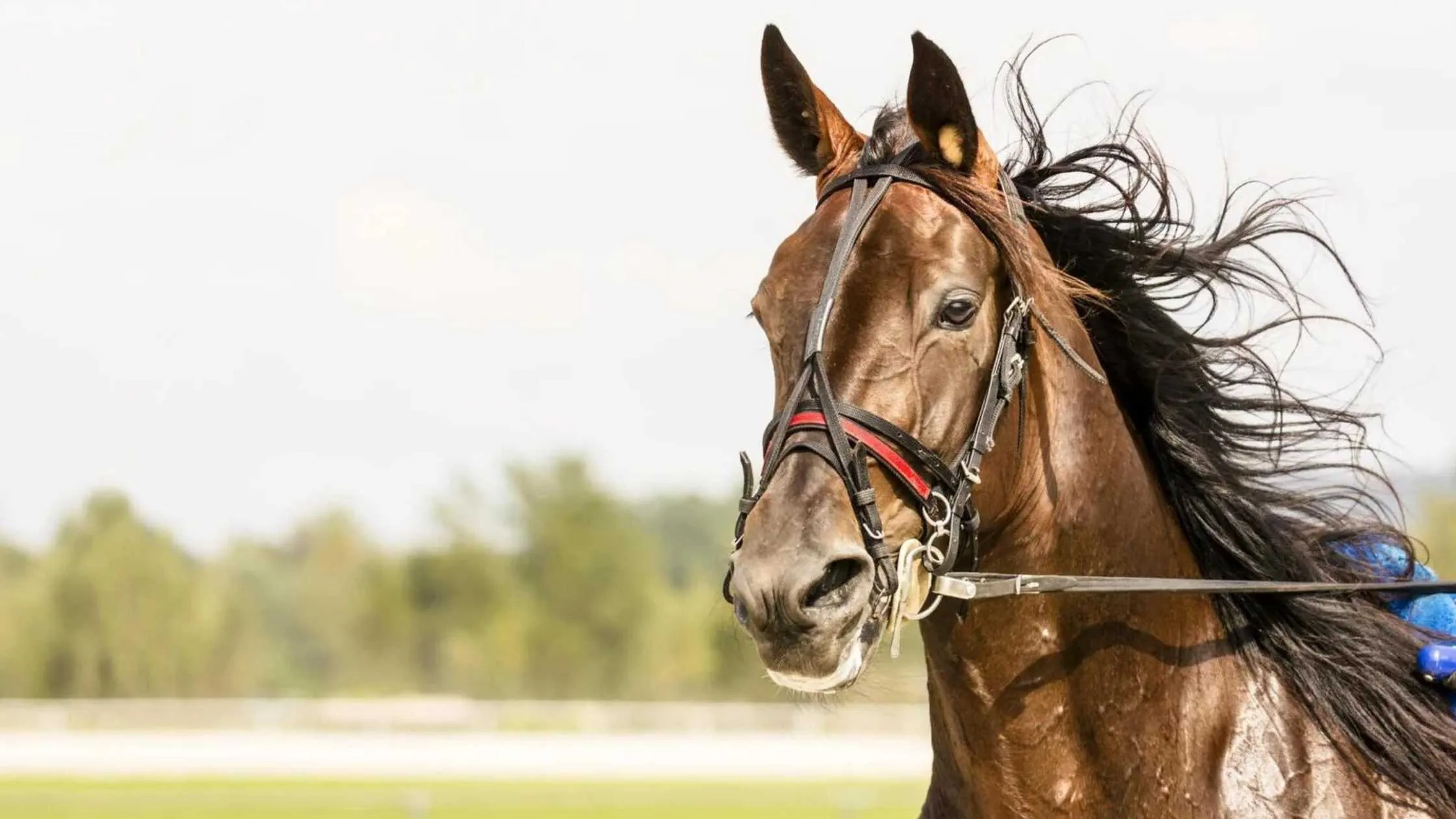 Why Thoroughbred Horses Are Well Known for Horse Racing? - Niche Racing