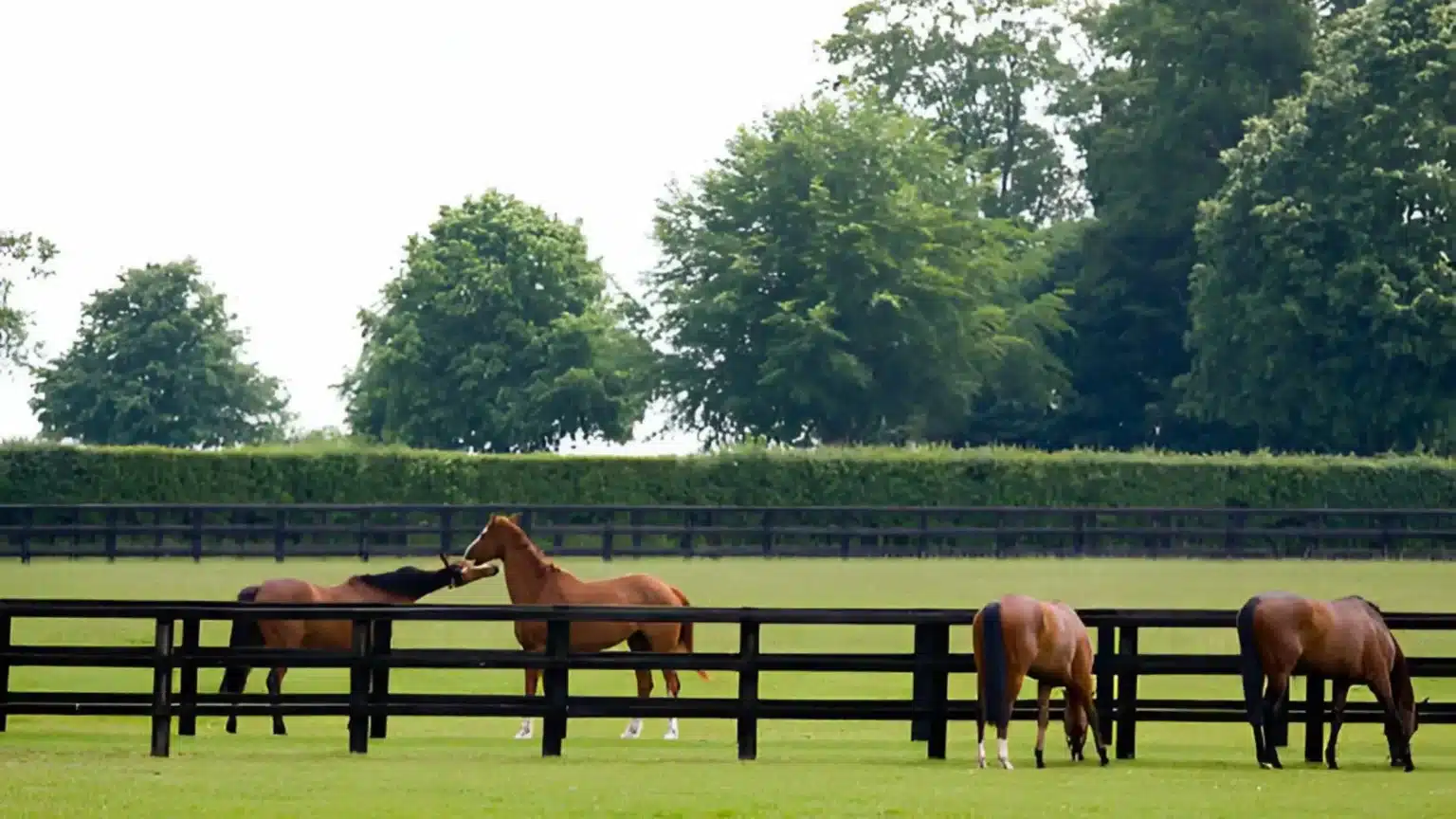 The Business of Horse Racing | Niche Racing