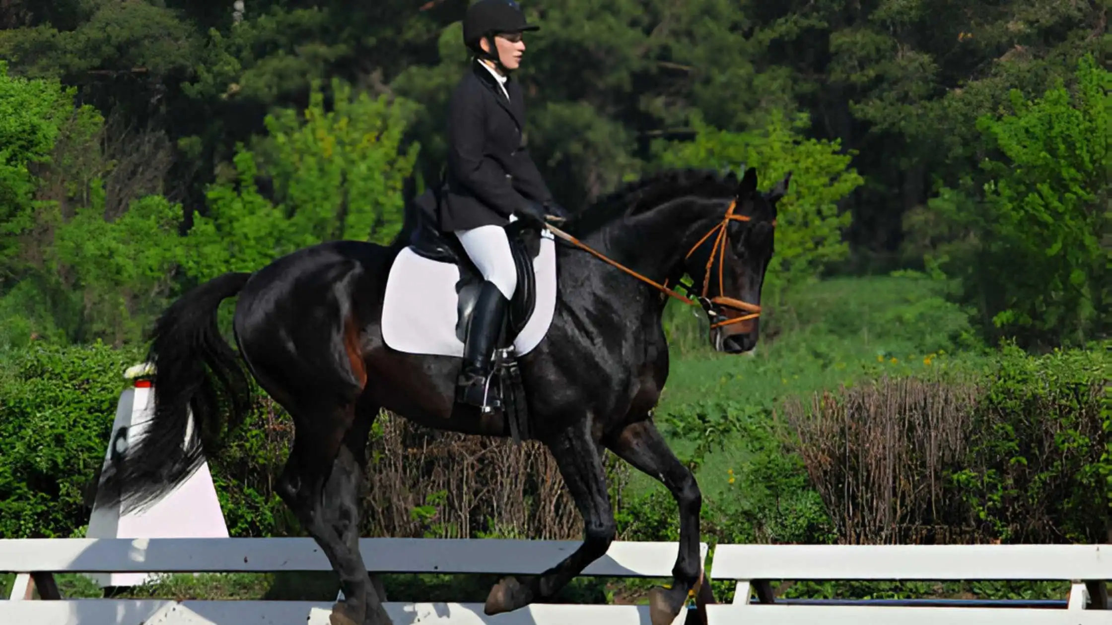 Horse Racing in Cinema: Iconic Movies that Capture the Spirit of the ...