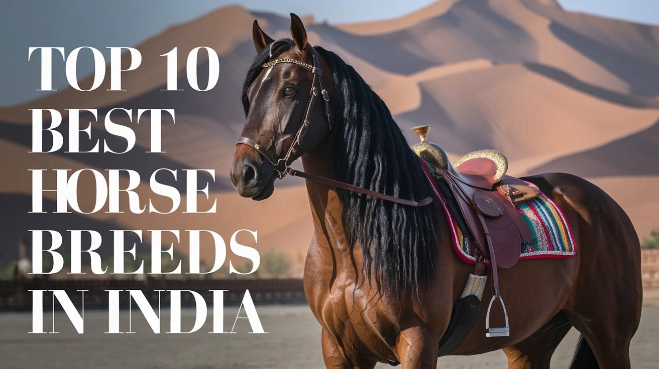 Top 10 Best Horse Breeds in India- Elite Indian Horse Breeds